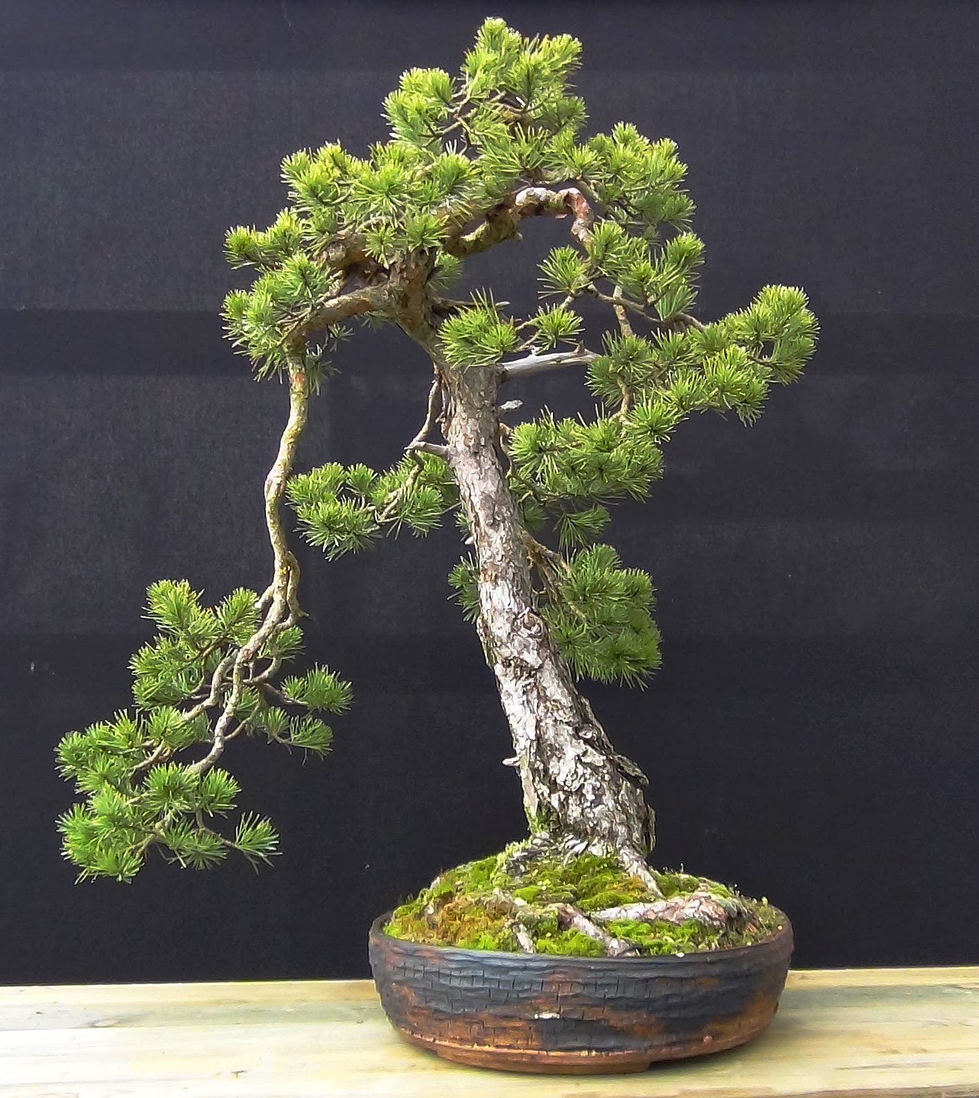 Profession BONSAÏ: Reprise d'un pin sylvestre