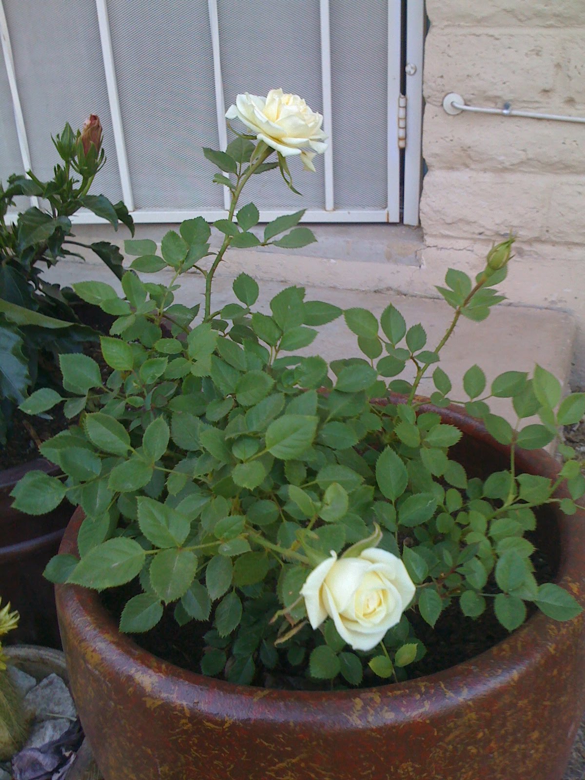 Sammy's Patio Garden: Potted Mini Roses