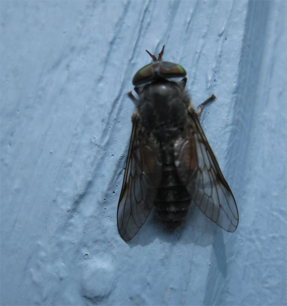 digimages: flugan som applåderade