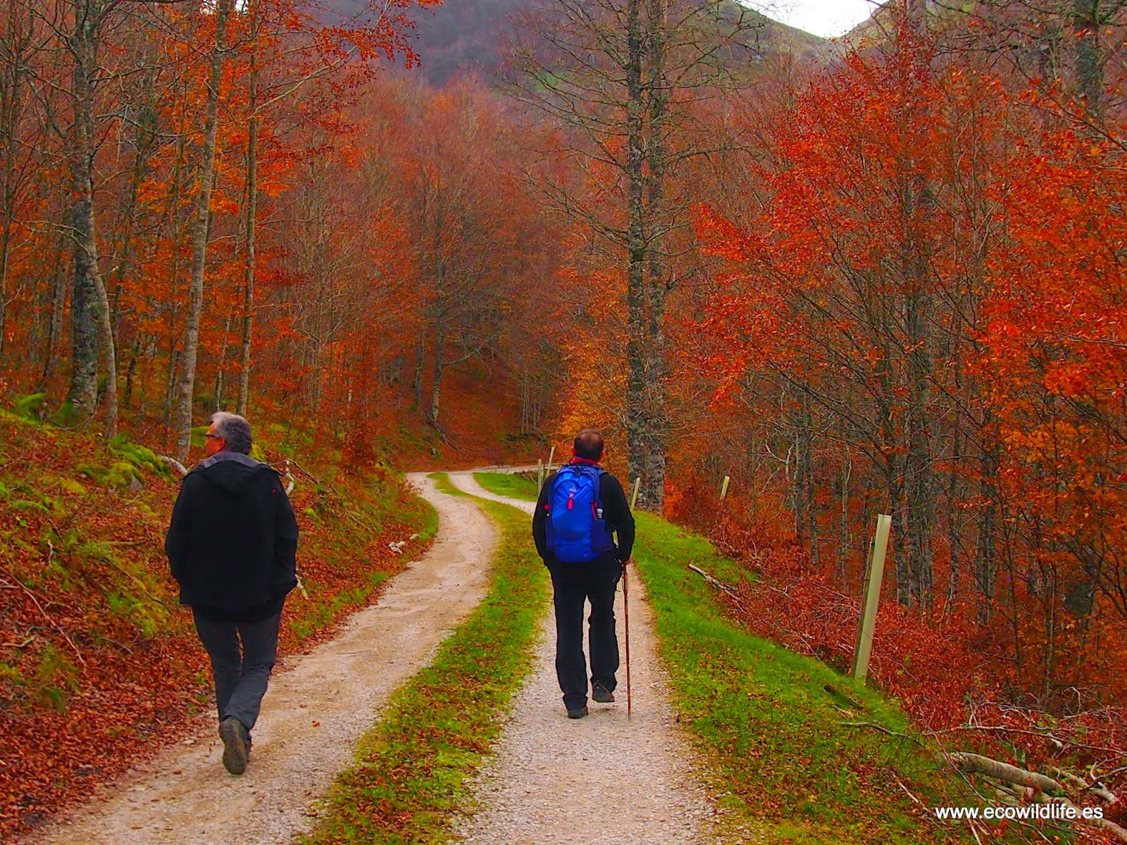 NAVARRA: SELVA DE IRATI EN OTOÑO¡¡INCREIBLE¡¡¡