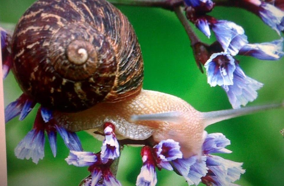 Ferme Kermilli Kavaje-Albania: Kultivimi i kermillit