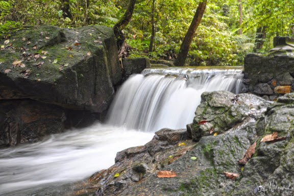 Taman Rimba Ampang (Ampang Reserve Forest) - Footprints of Erica
