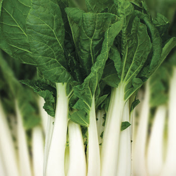 Cải Trắng ~ Dược Liệu Việt