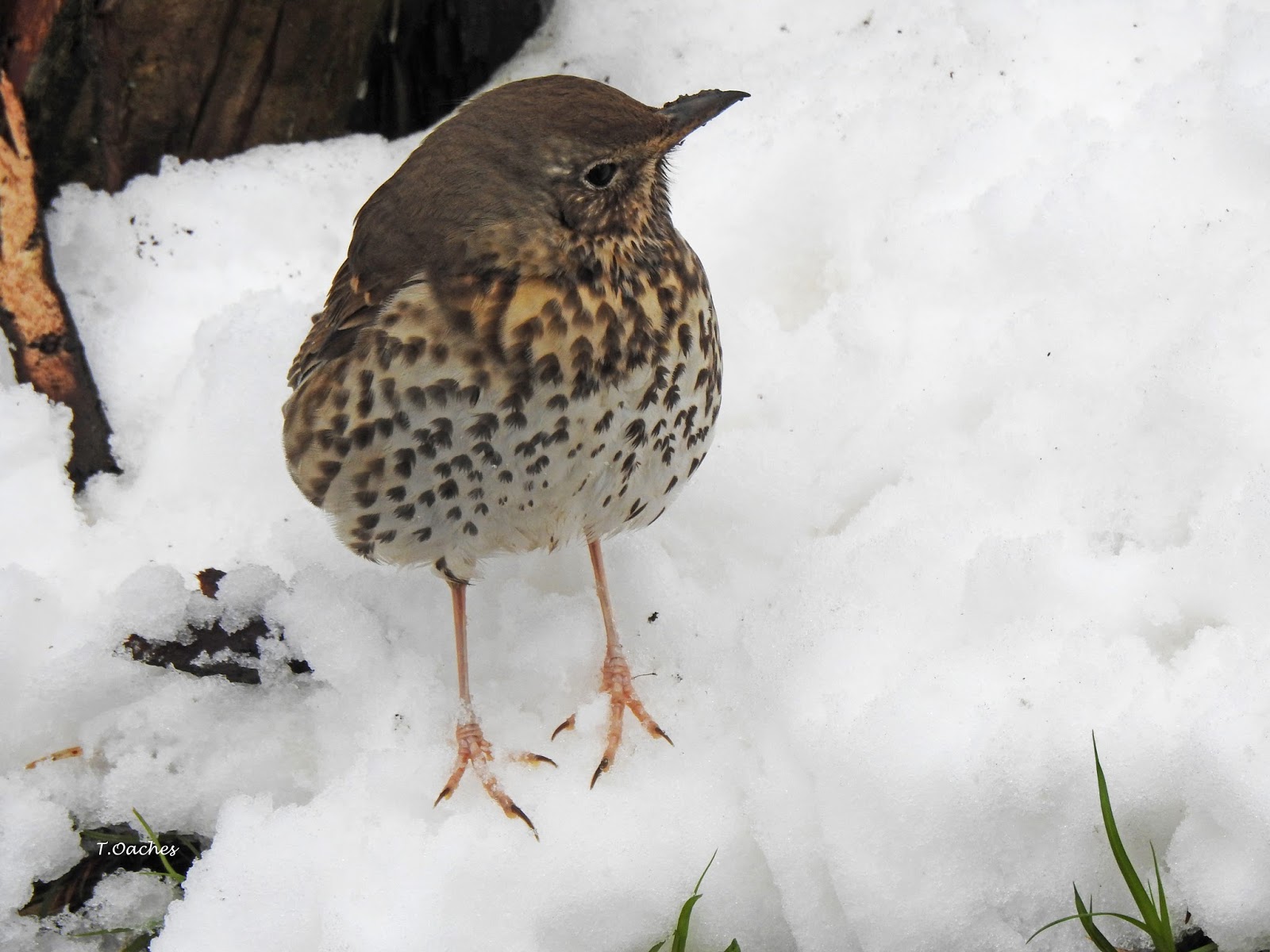 PASARI DIN ROMANIA: STURZ CANTATOR, Turdus philomelos