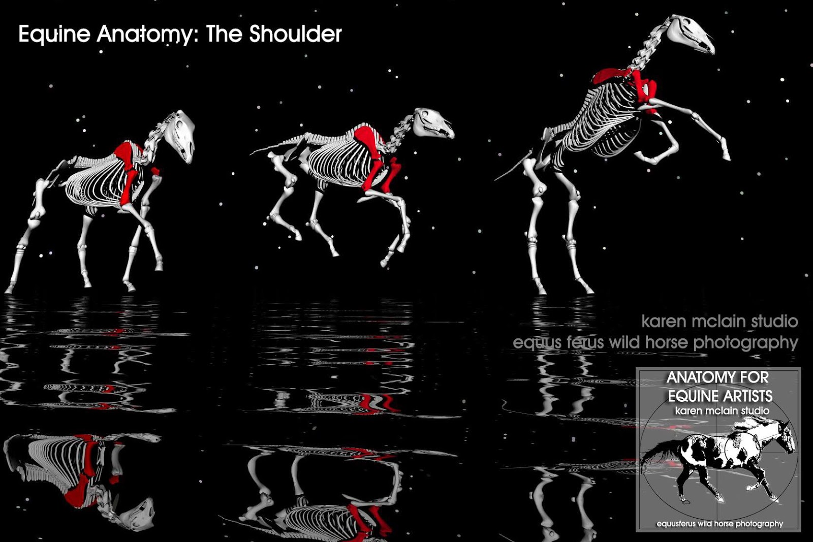 Karen McLain Studio: Anatomy for Equine Artists