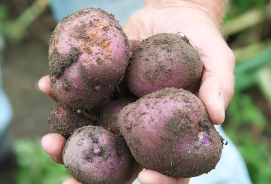 Akak Tak Perlu Beli Kentang Lagi! Begini Cara Tanam Kentang Dalam Guni ...