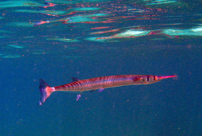 Sailing Britannia: Redefining the Healthy Reef