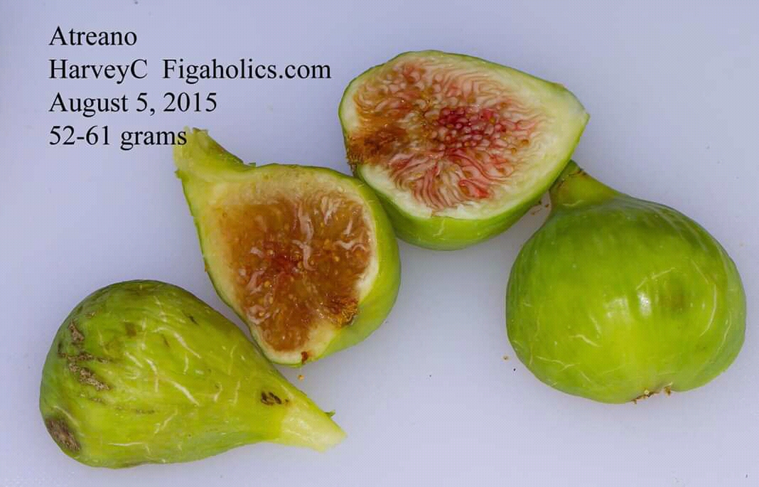 Atreano Fig - Var Tin