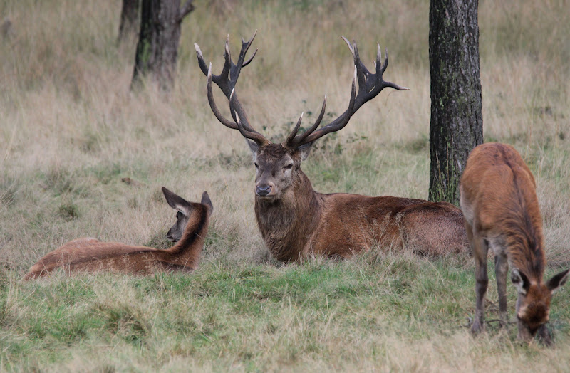 DOMMELVOS NATUURFOTOGRAFIE: Edelhert vs Damhert