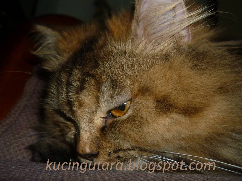 Kucing Utara: Umur Kucing dewasa