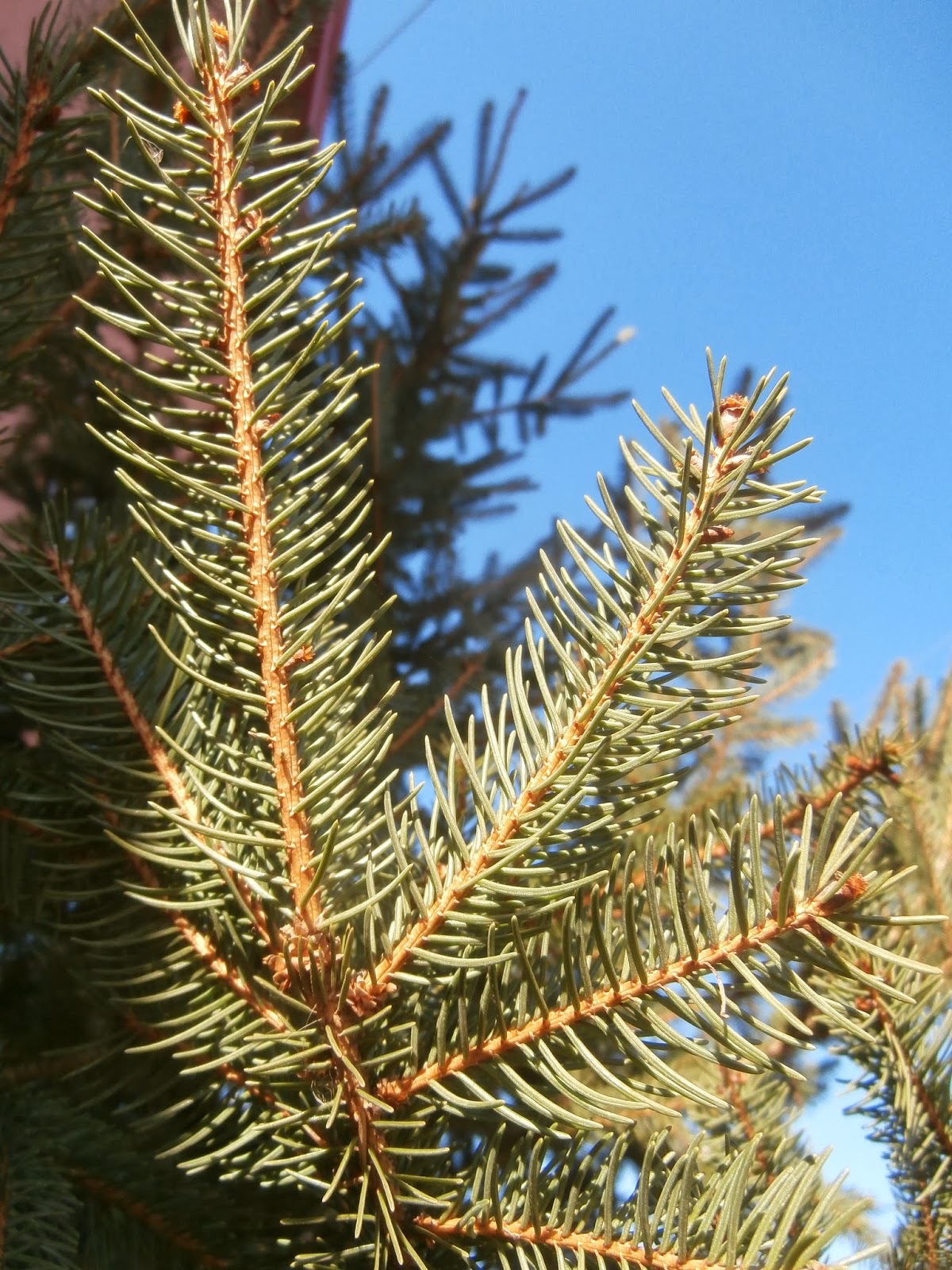 De natura: Lucfenyő (Picea abies)