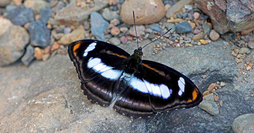 Athyma cama | BugsAlive