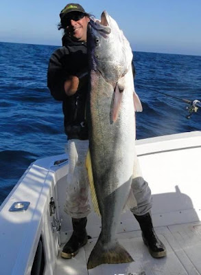 Big Fishes of the World: SEABASS WHITE (Atractoscion nobilis)