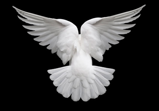 Animals And Birds: Dove Bird Pic`s