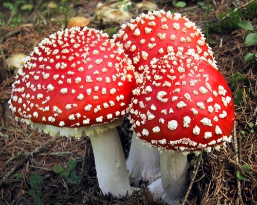 Aprendendo Biologia: Fungos