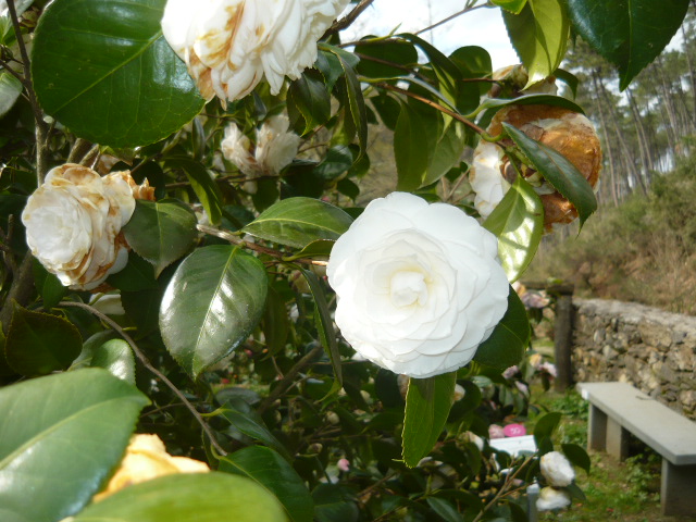 farfalle: Un pomeriggio tra le camelie: Sant'Andrea di Compito (Lucca)