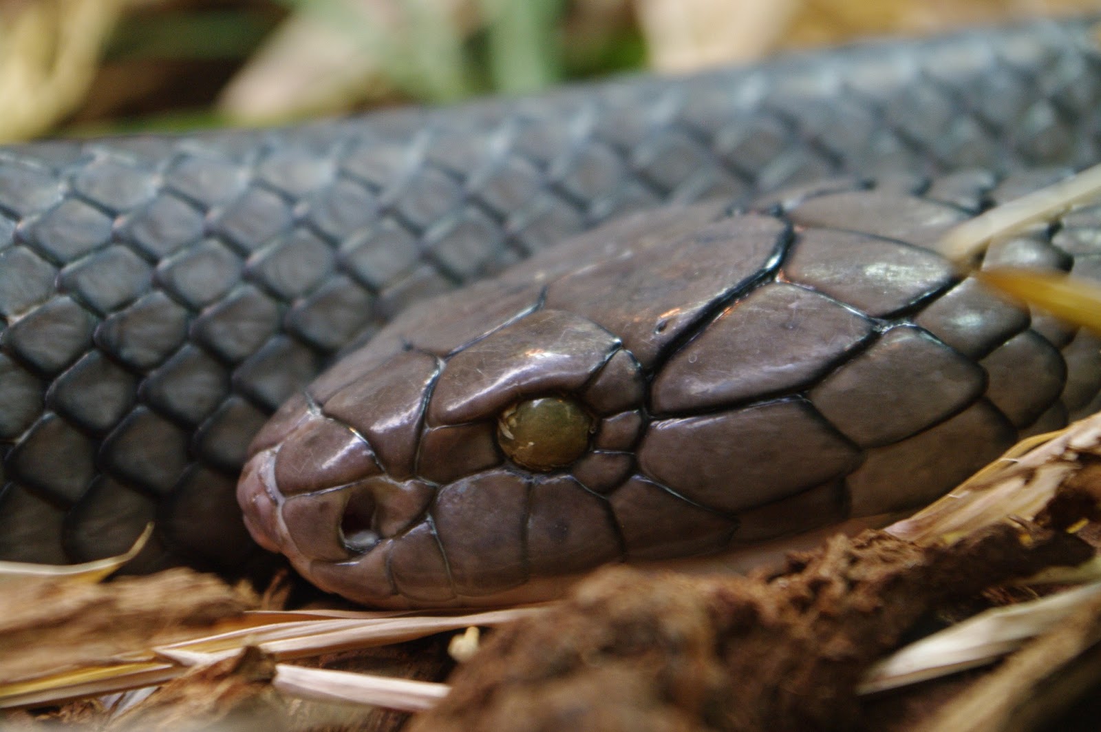 The King Cobra Snake Interesting Information Pictures Animals Lover