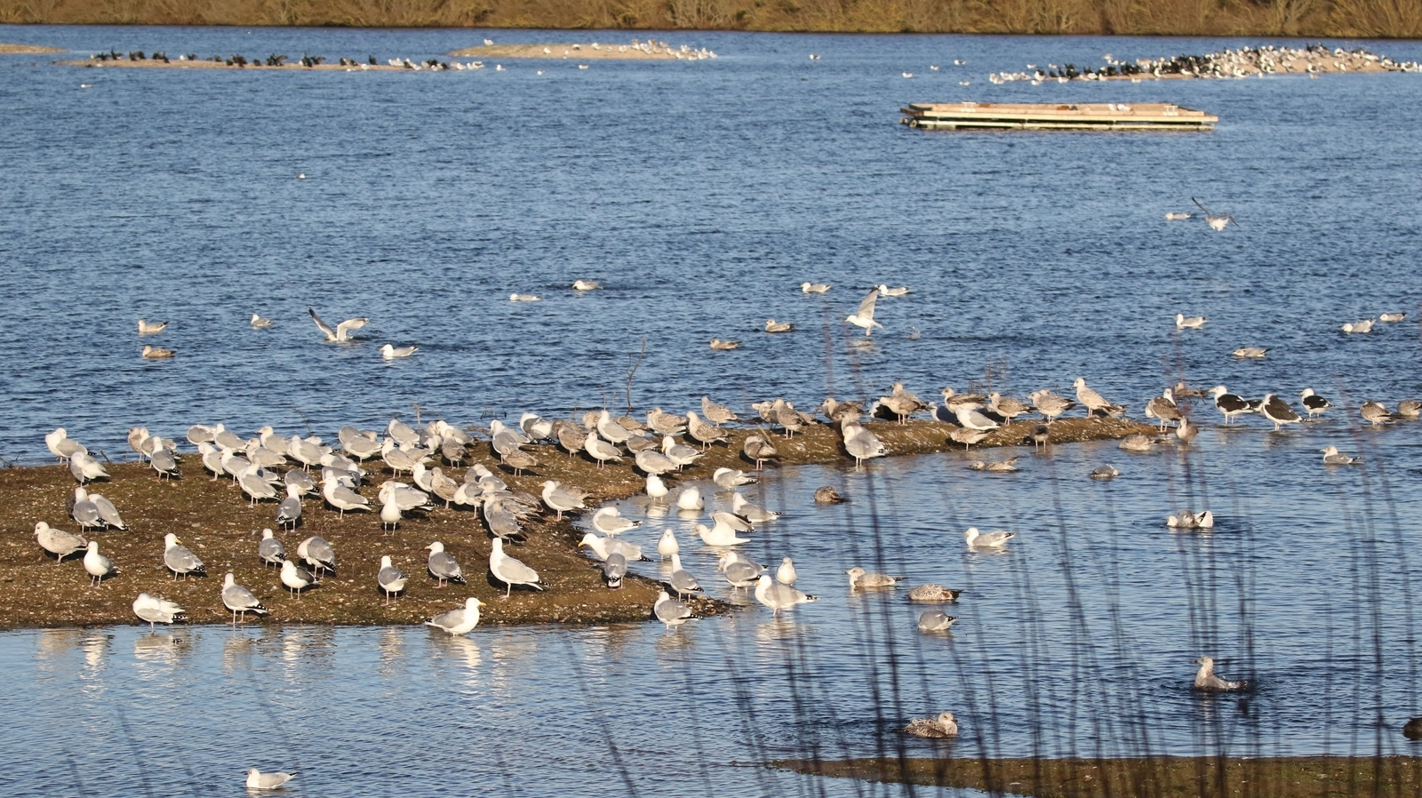 PLODDINGBIRDER: Afternoon Gull Roost!
