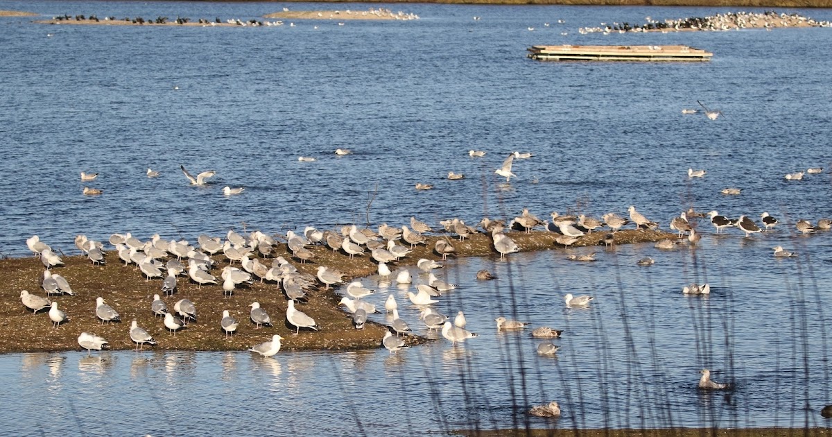 PLODDINGBIRDER: Afternoon Gull Roost!