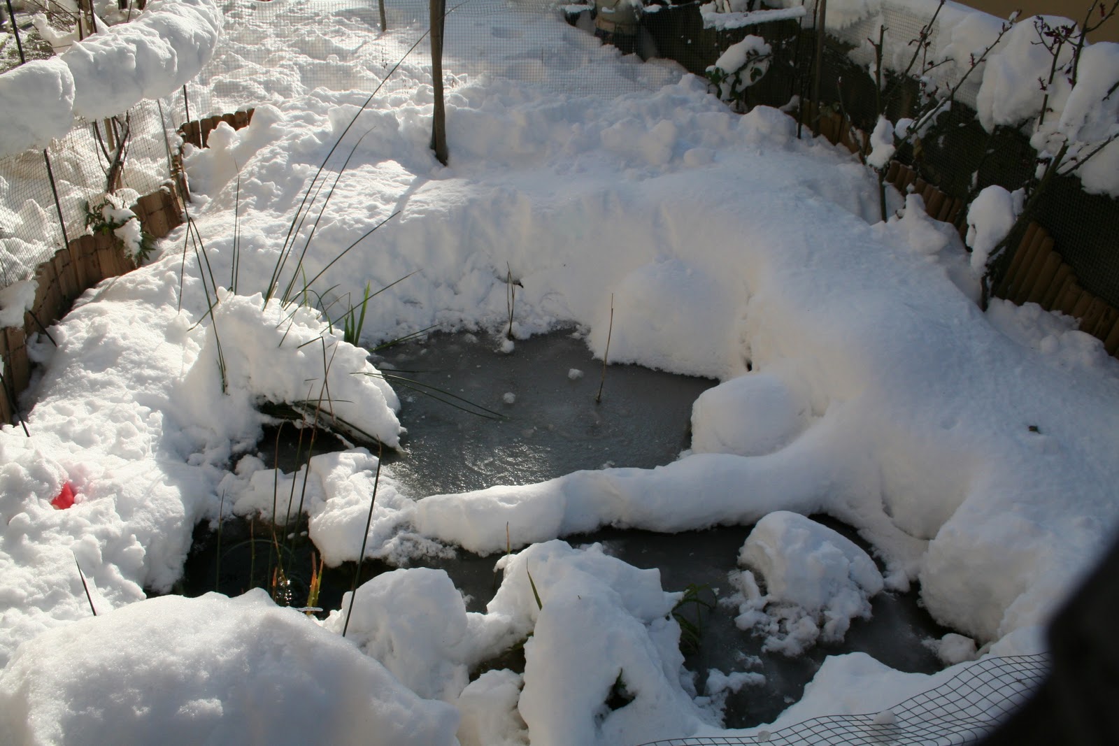 Clemmys guttata: la tortuga moteada: El estanque de las tortugas