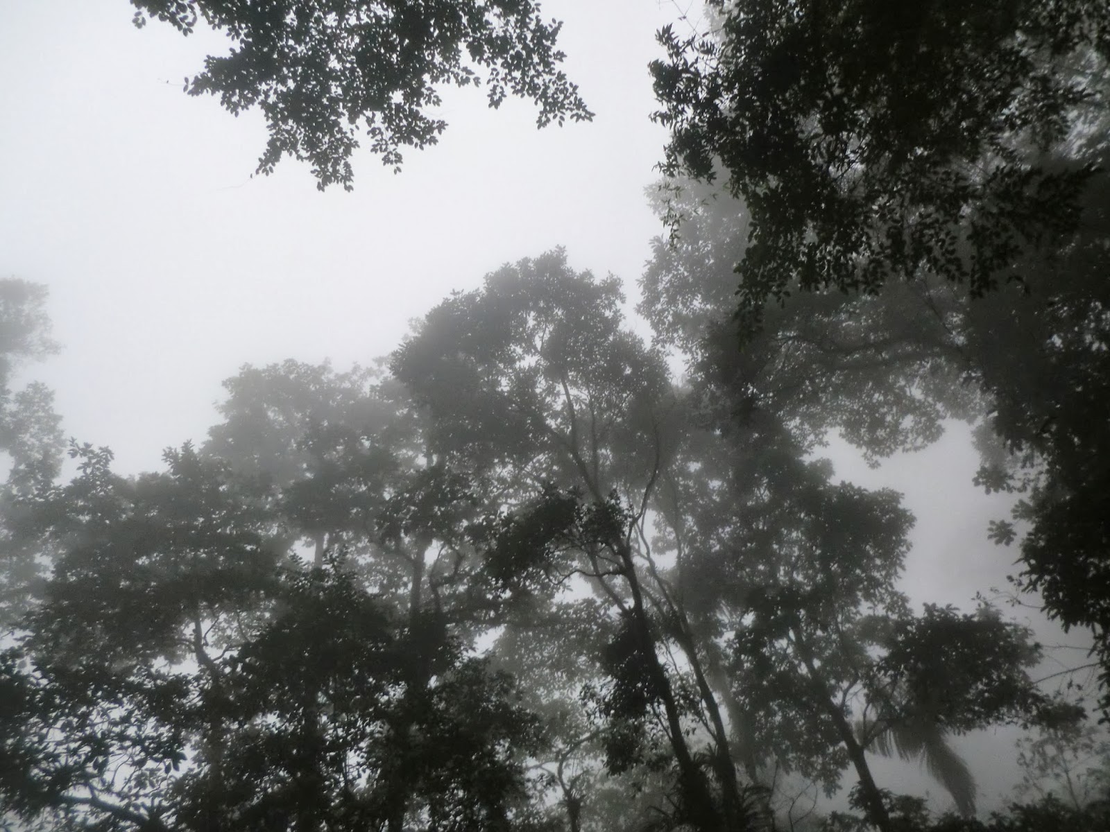 Postales de AYRE Venezuela: ¿Conoces el bosque nublado del Parque ...