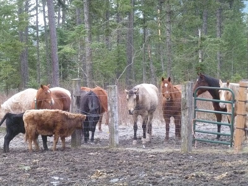 Rural Revolution: Random farm pix