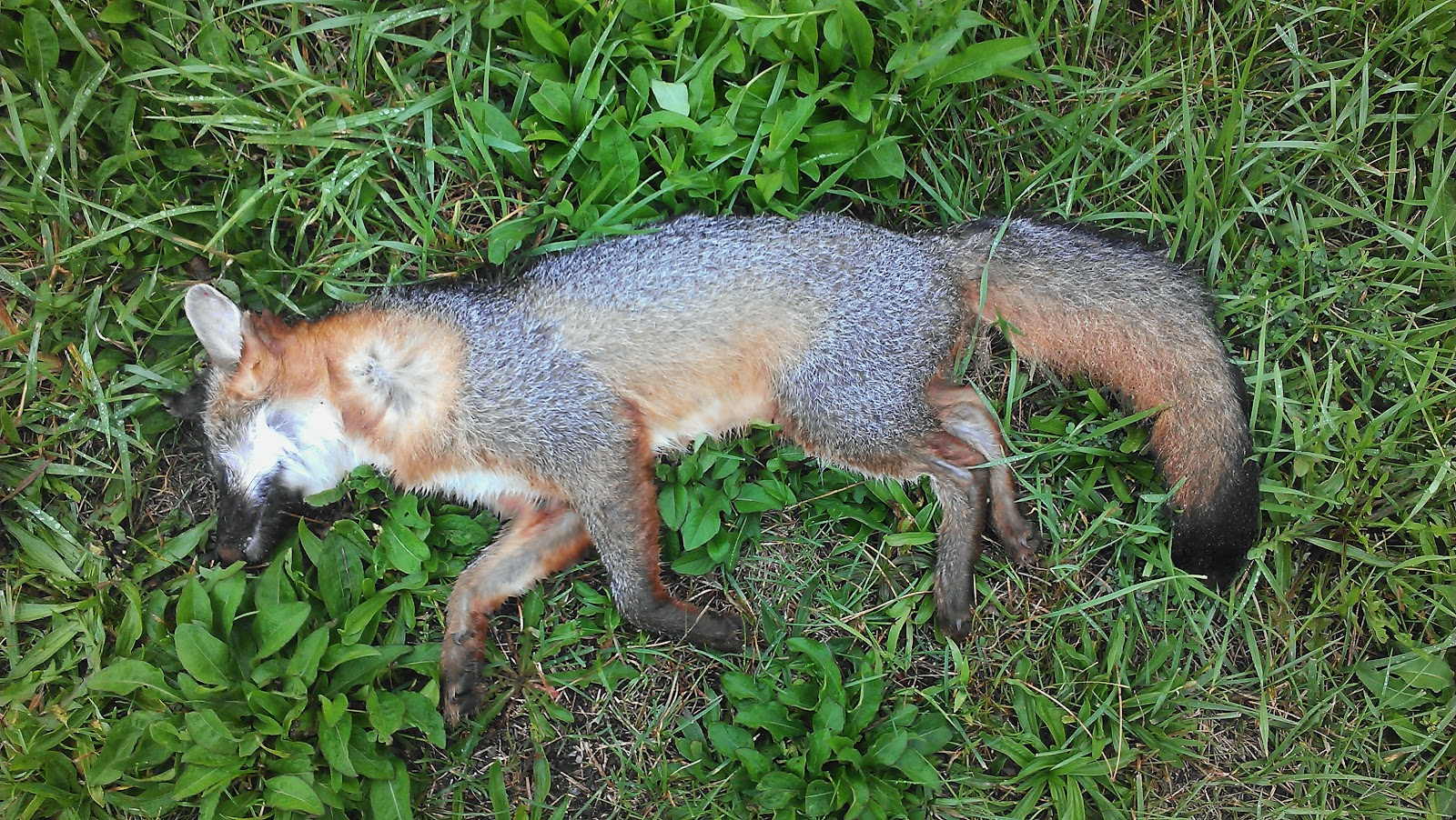 Nature in a Nutshell: Gray Foxes, Galore!