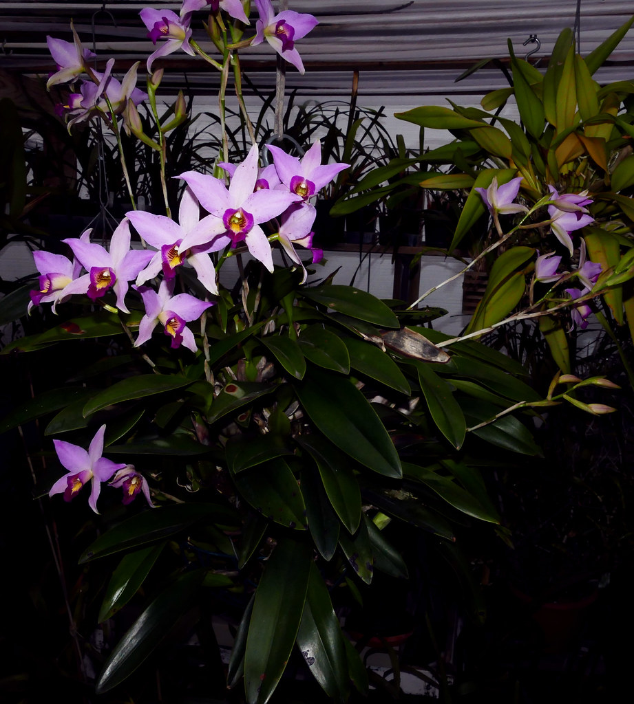 Laelia anceps orchid plant care and culture | Travaldo's blog