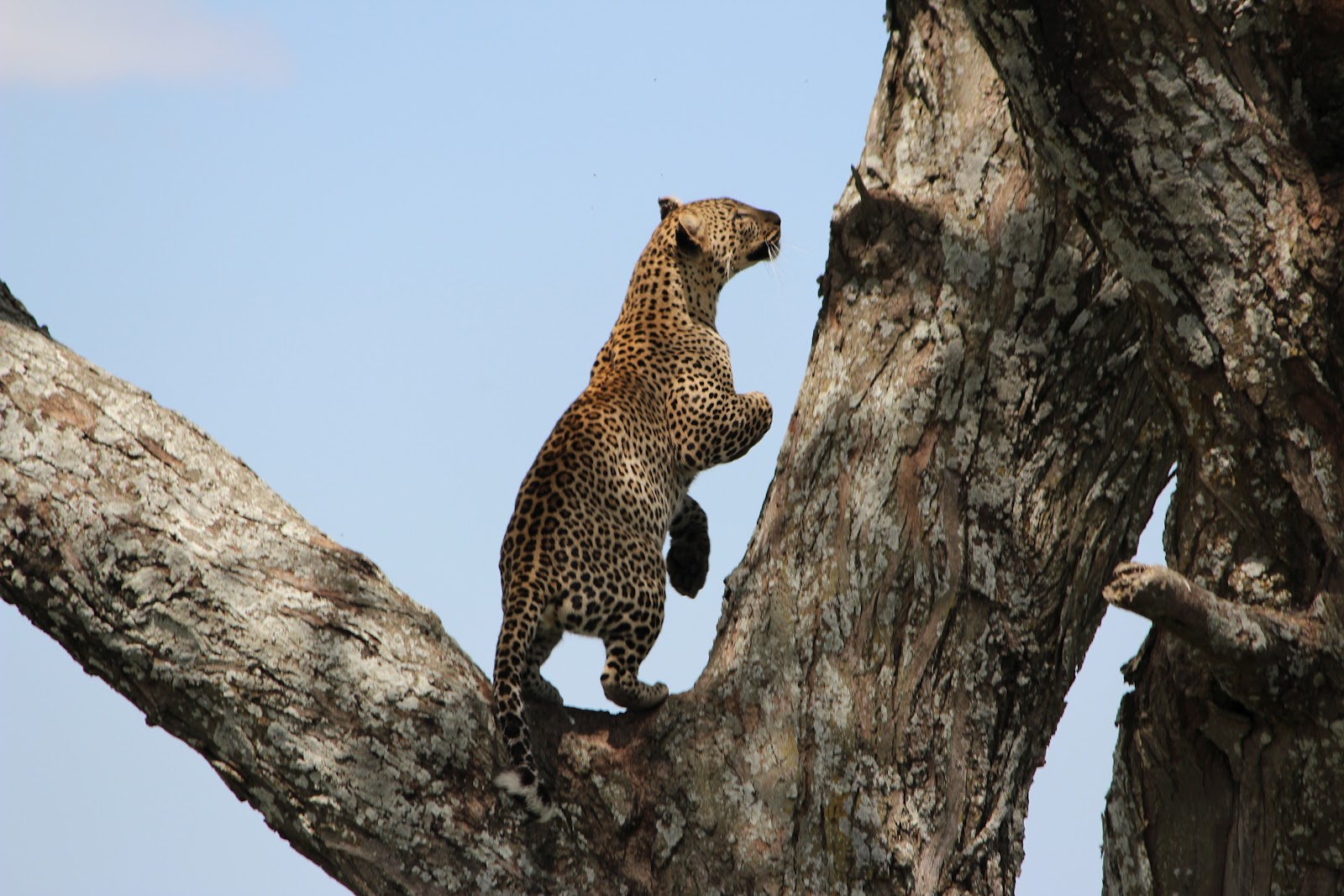 Tonymann Tours&Safaris: OUR FAVOURITE ANIMAL OF THE WEEK: Leopard ...