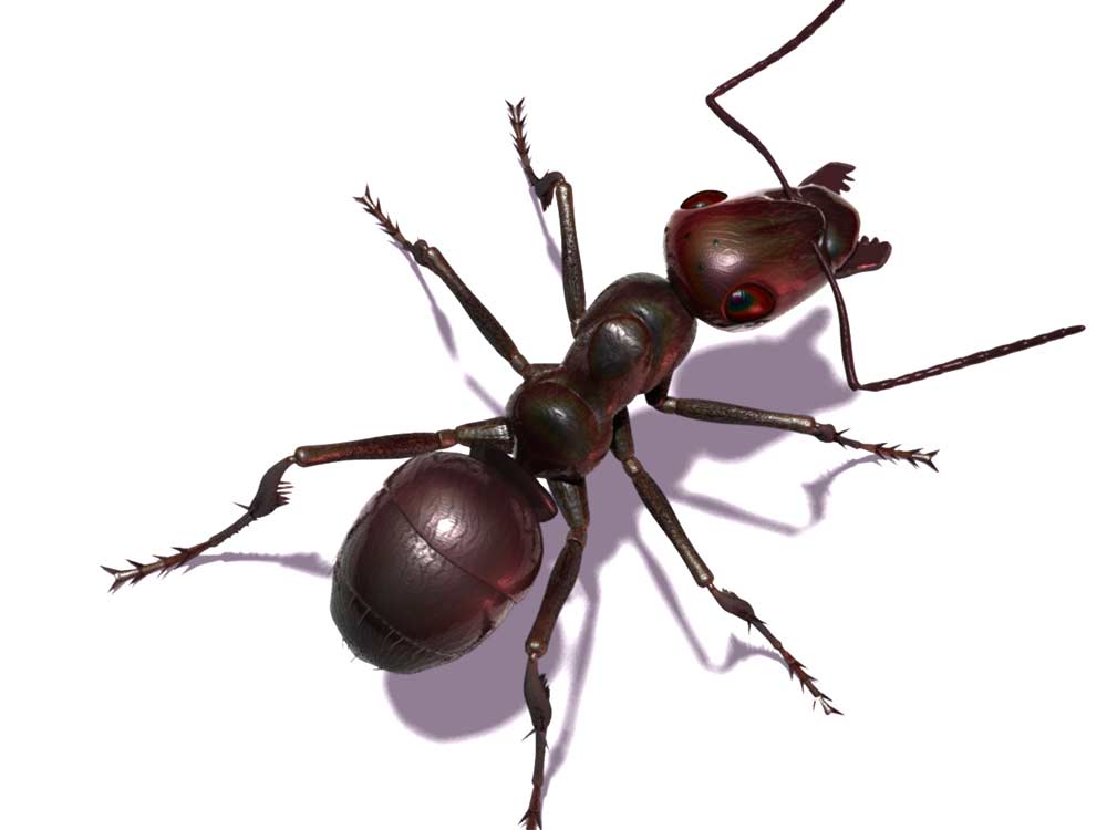 Tertulia del "Café Labrapalabra": La hormiga