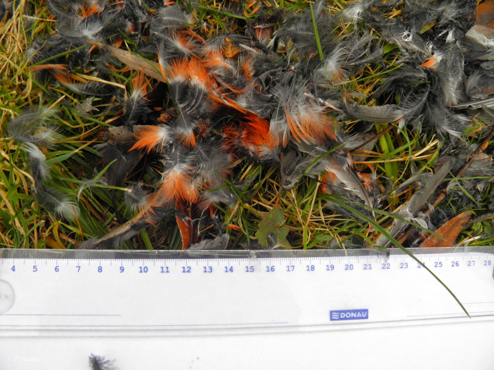 PASARI DIN ROMANIA: ULIU PORUMBAR (ULIUL GAINILOR), Accipiter gentilis