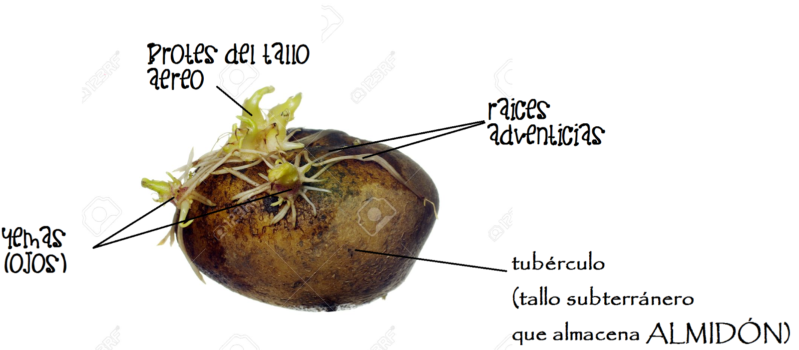Biologia Primer Año Liceo 23: LAS PARTES DE LA PLANTA Y SUS FUNCIONES ...
