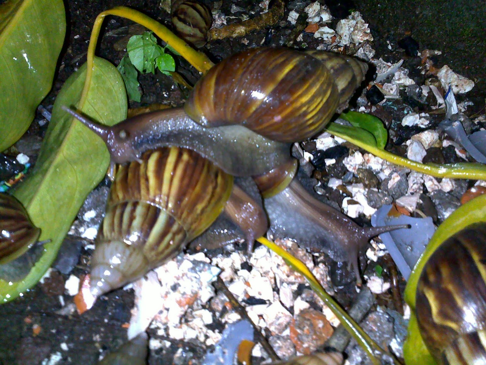 Arena pengetahuan: informasi dan fakta bekicot ( Achatina fulica)