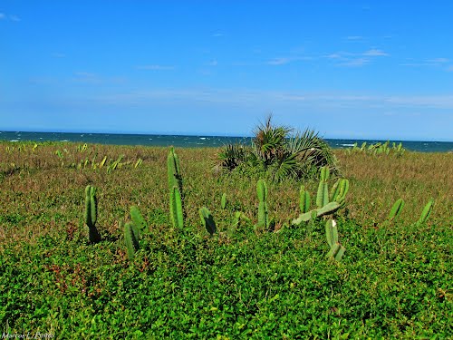 cabofrionews: UNAMAR