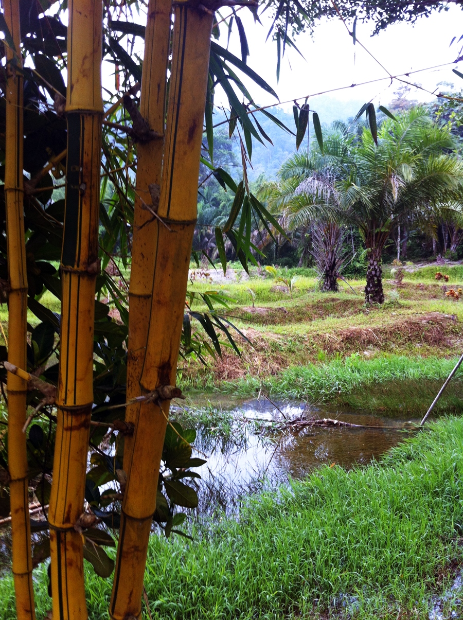 Another Side of the World: Taiping, Perak : Kurau Stone Chalet. Day 2
