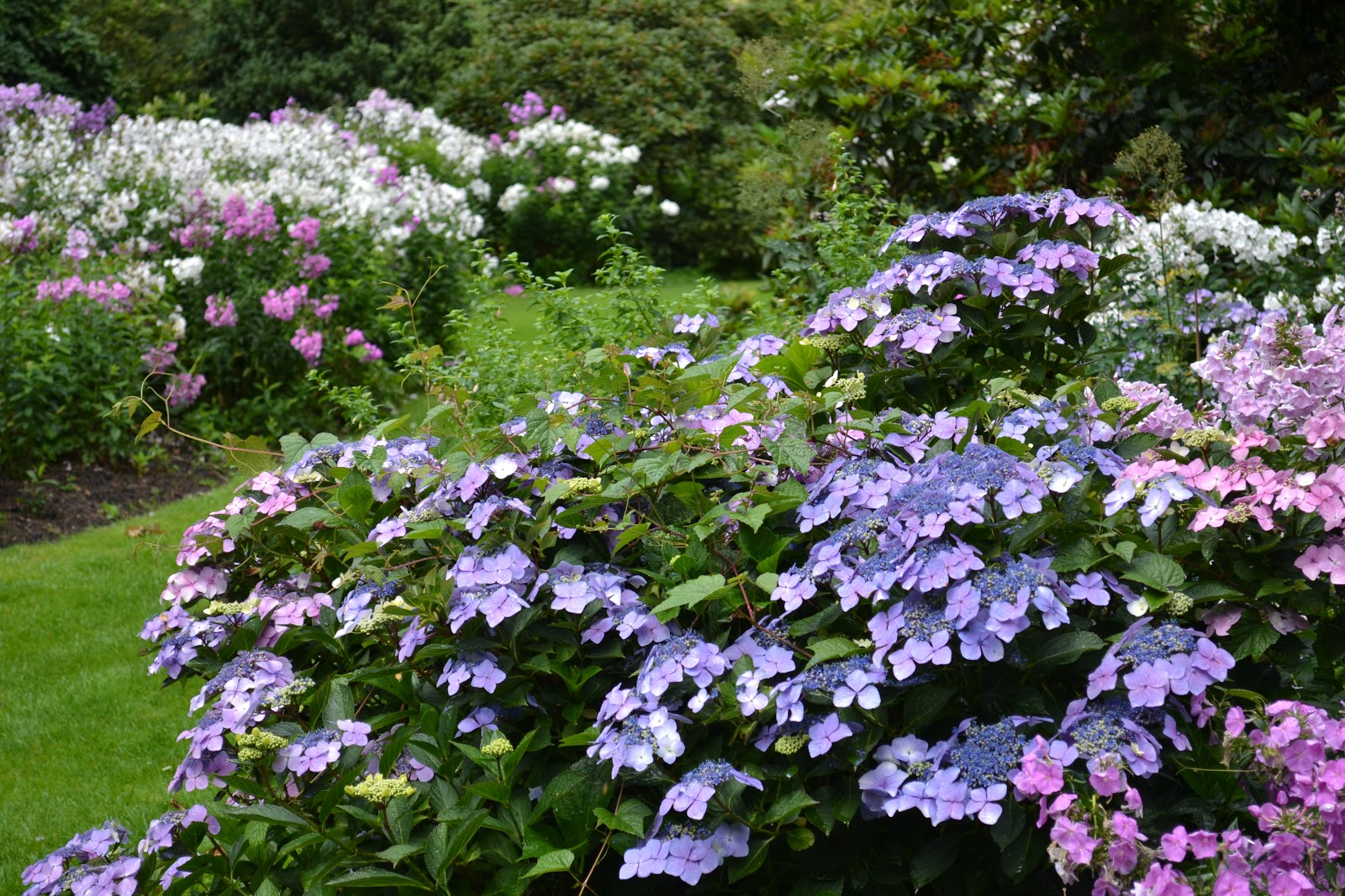 Sodo Stilius: Hortenzijos, hortenzijos, hortenzijos / Hydrangeas