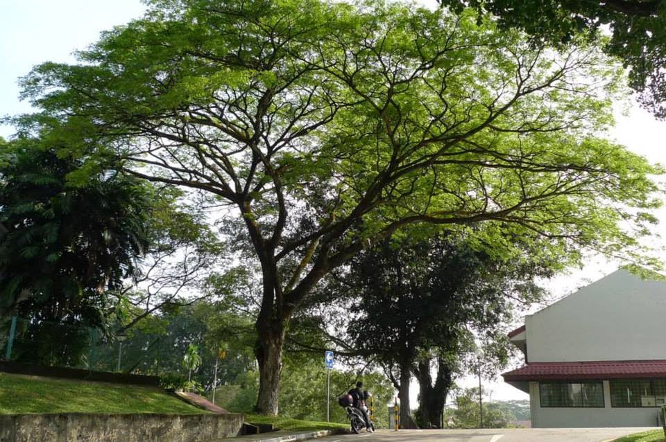 Now is my Story (in Sketches): The Rain Tree