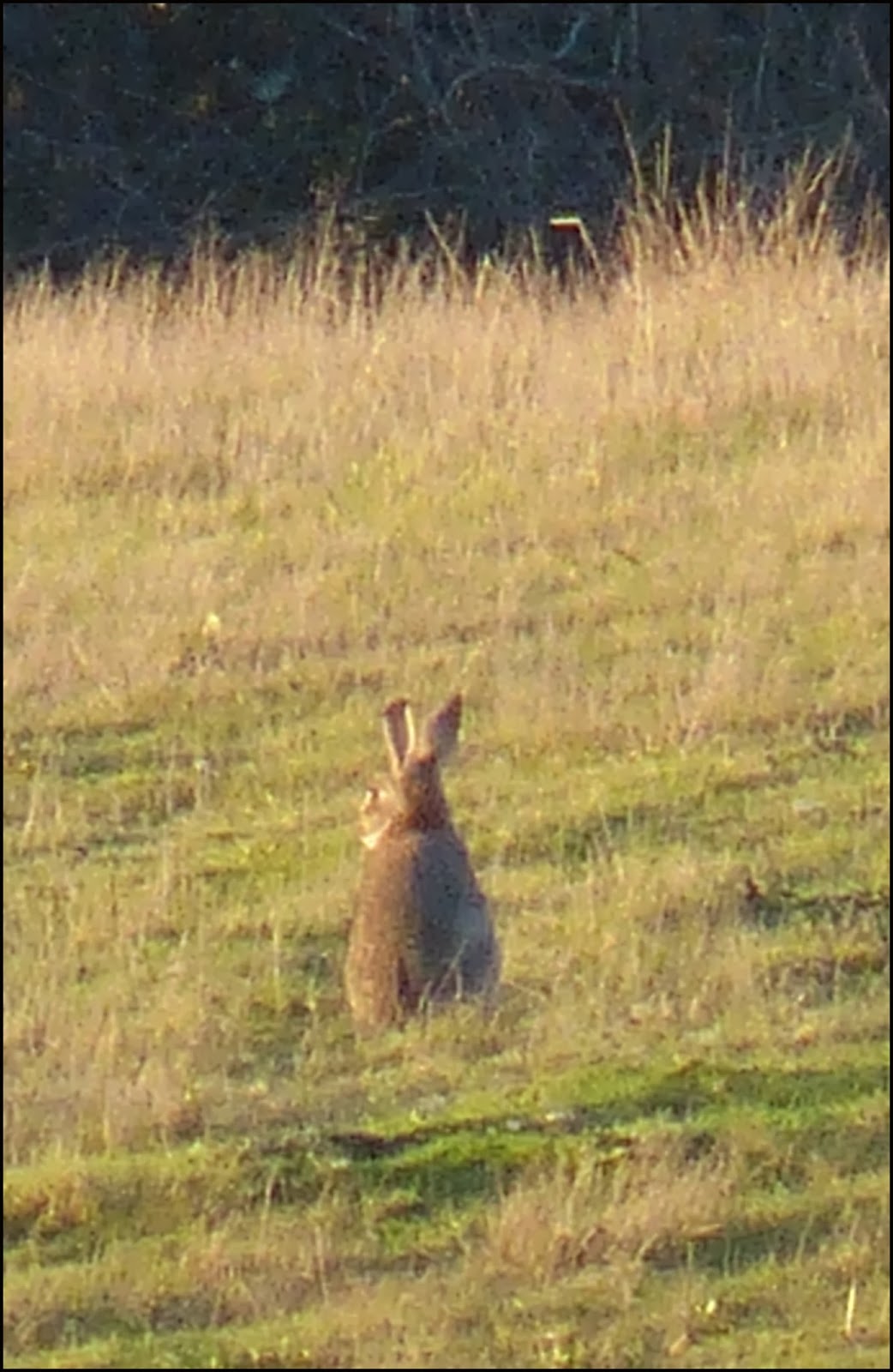 Wild and Wonderful: Seasonal Splash ~ RSPB Minsmere