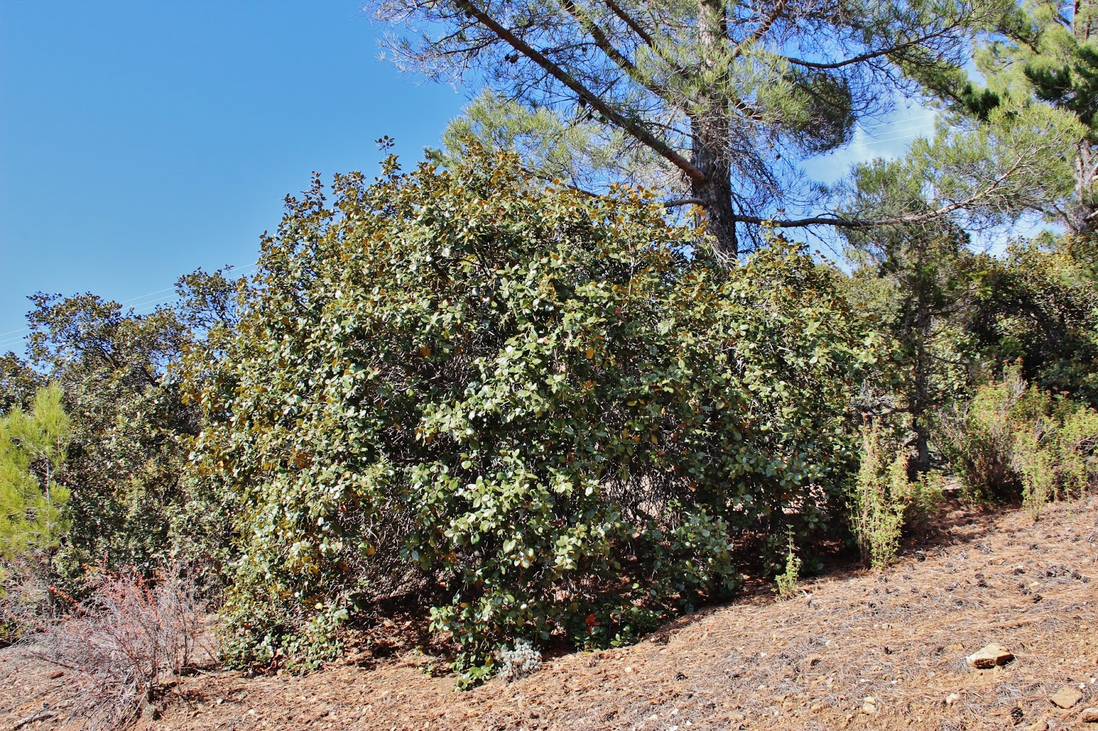 Biodiversity of Cyprus by NGO Protection of the Natural Heritage and ...