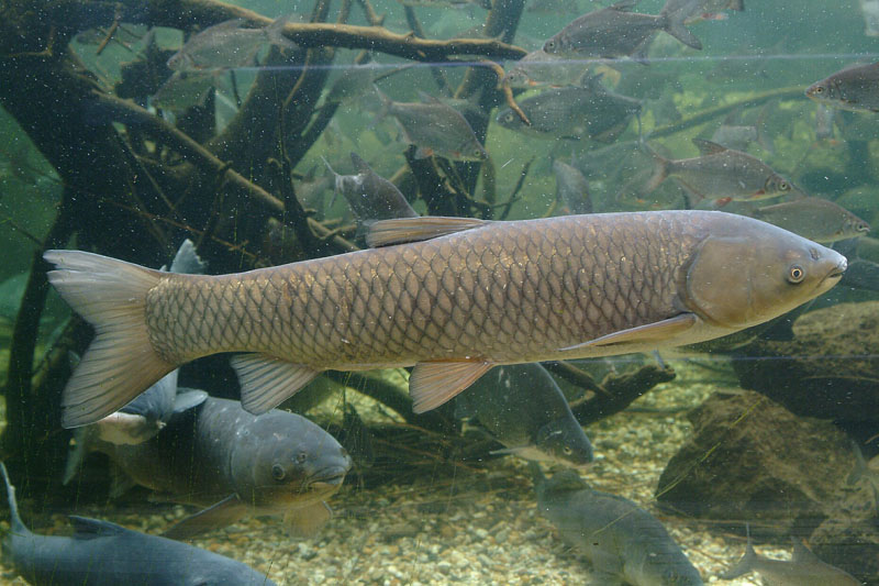 Amur lamúr - Fehértói amur Király Feri bácsi módra