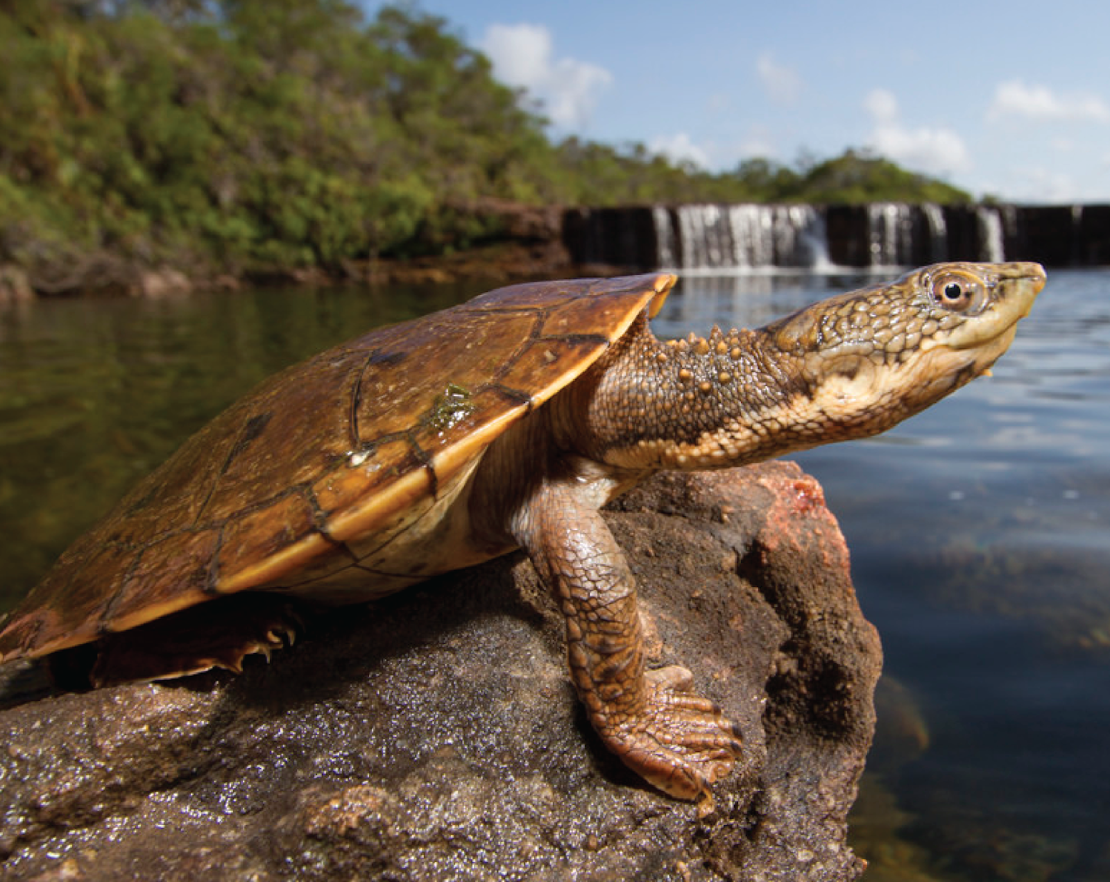 Fitzroy River Turtle Si Kura-Kura yang Bernafas Menggunakan Pantat ...