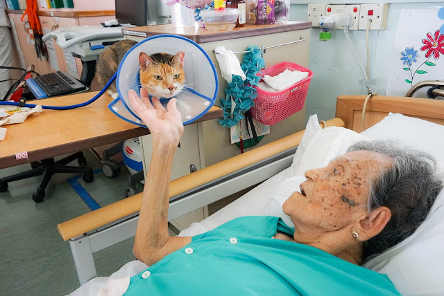 Love Kuching Project @luvkuching - kitten adoption, rescue, TNR: Cat ...