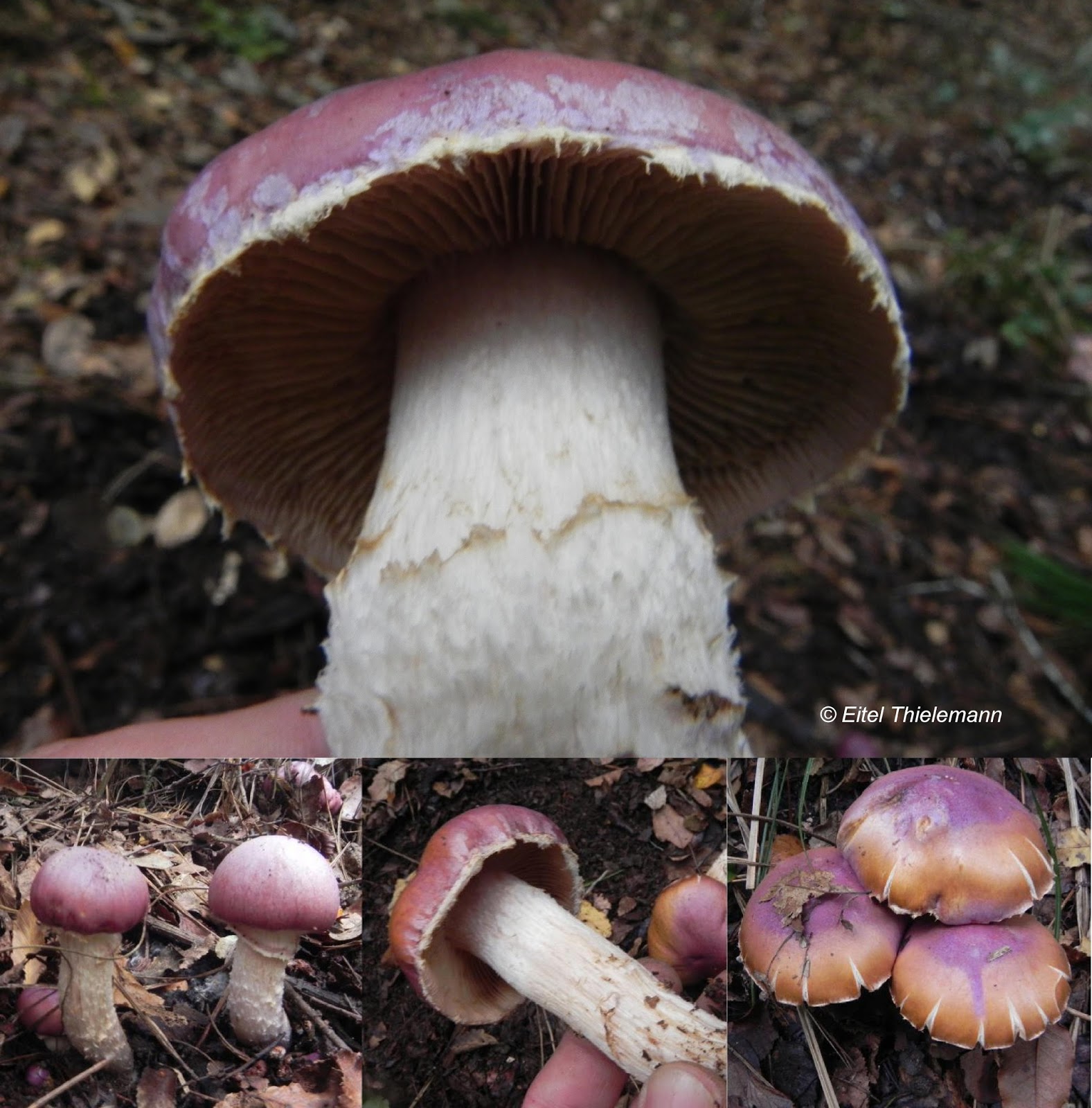 Apuntes botánicos: Hongos chilenos