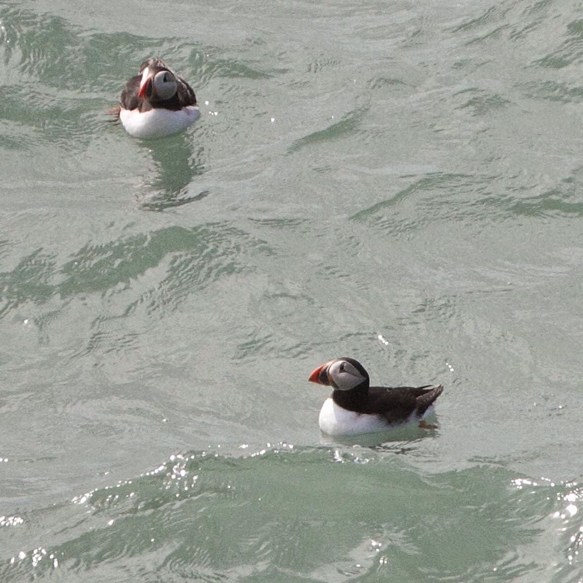 Keith Scovell's Wild Life: South Stack and Hoopoe Head