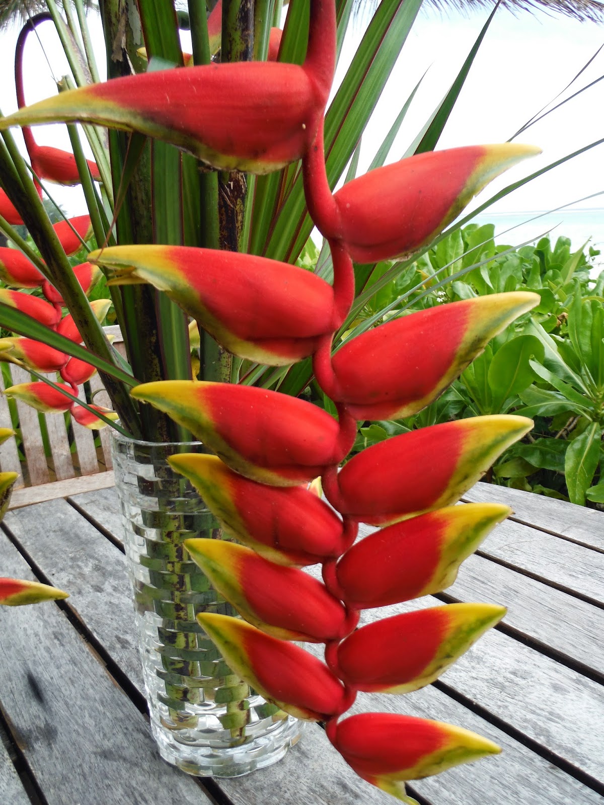 Ramirez Family: RAROTONGA, COOK ISLANDS FLORA AND FAUNA