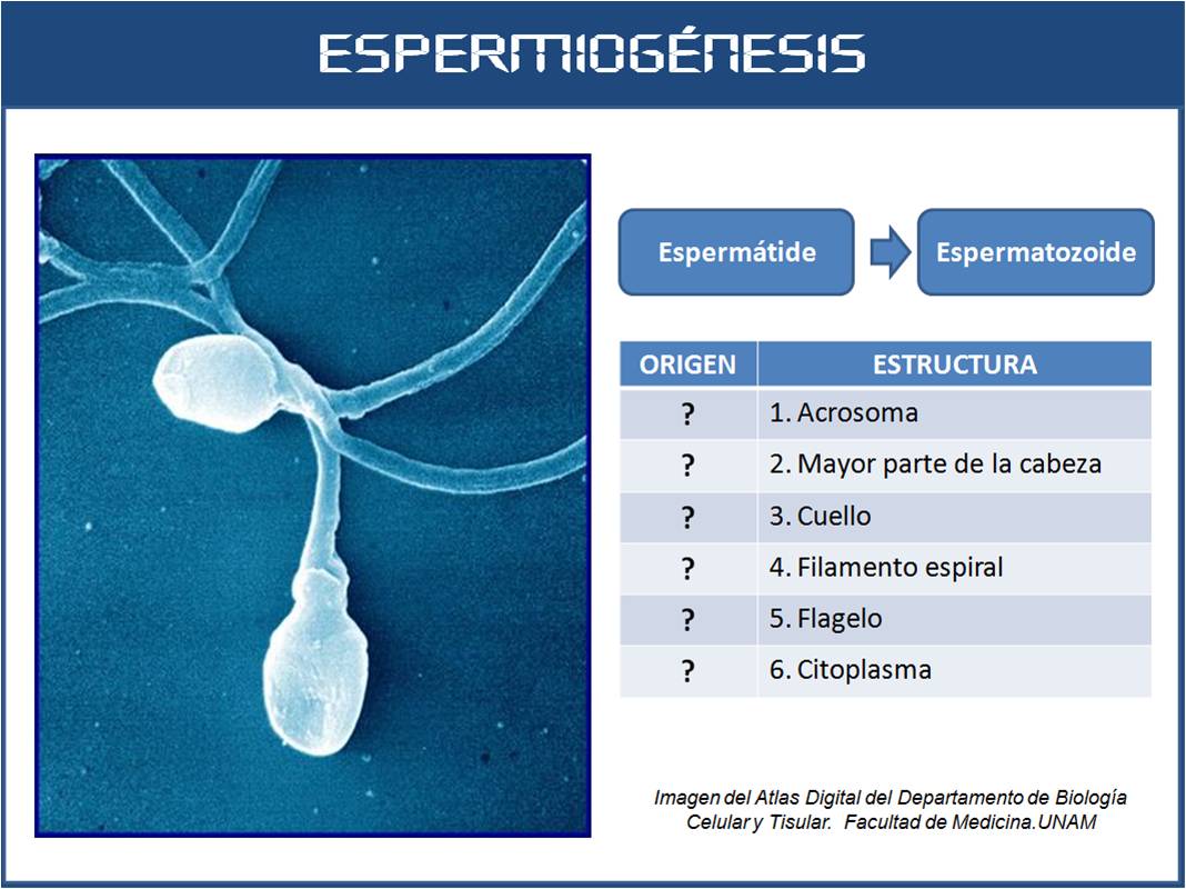 SOS EMBRIOLOGIA HUMANA: 2017