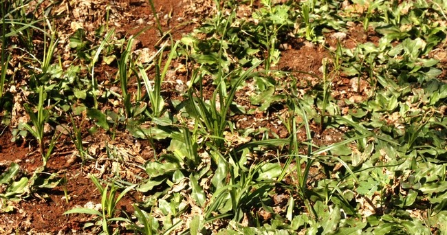 Cara membasmi gulma pada rumput taman gajah mini dan jepang Januari ...