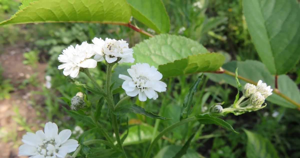 Aia Asterixi aia blogi