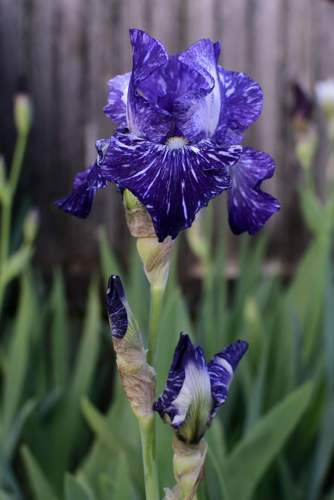 Iris Iris