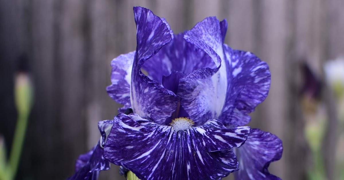 Ide 65+ Iris Photography